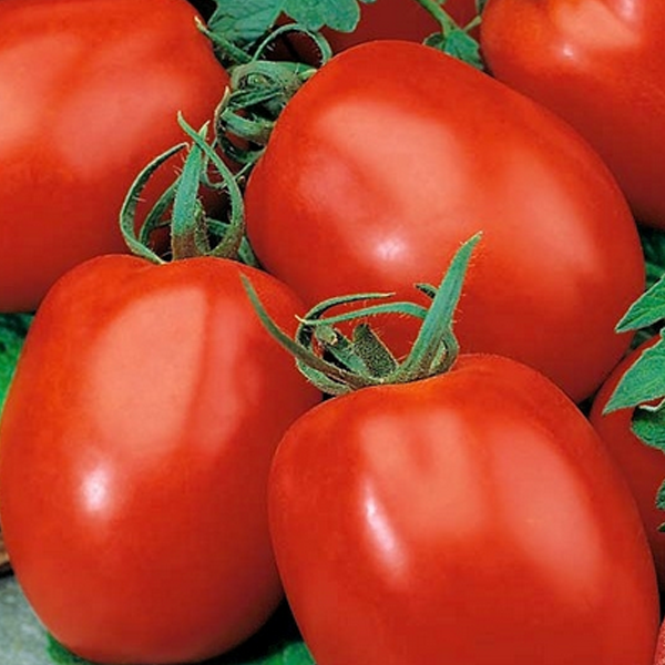 Rio Grande - cnagroseeds